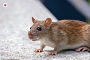 Chicago Dethroned as America's Rat King! You Won't Believe Who Took the ...